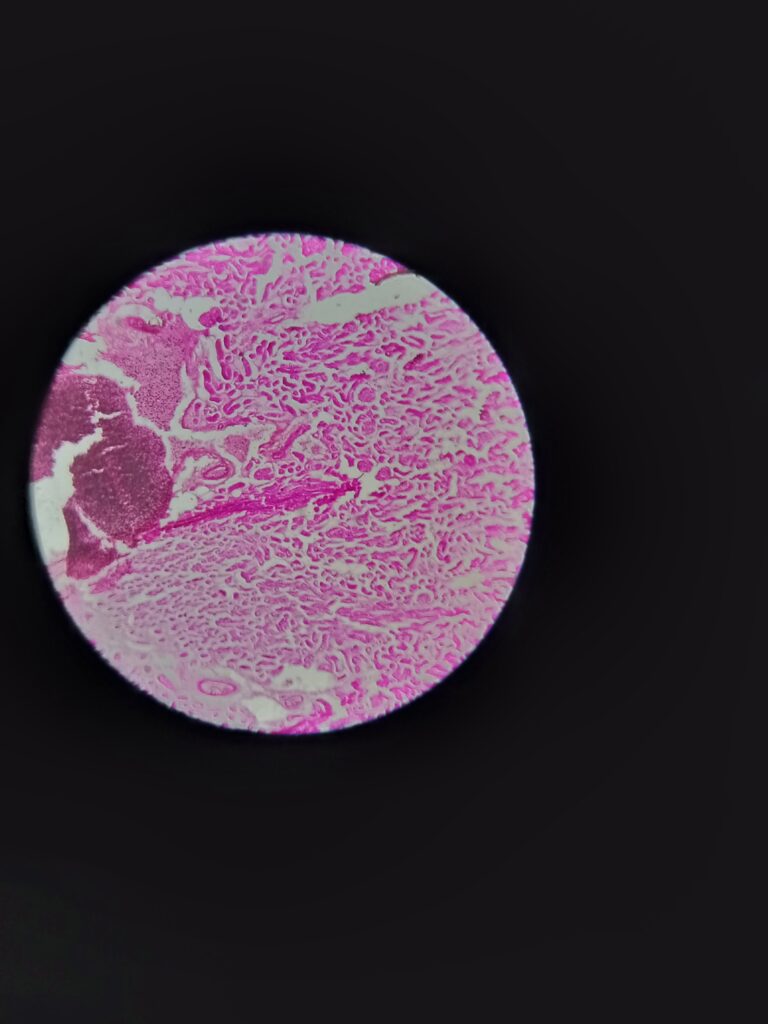 Microscopes in Sri Lanka SCIENCESIO LANKA