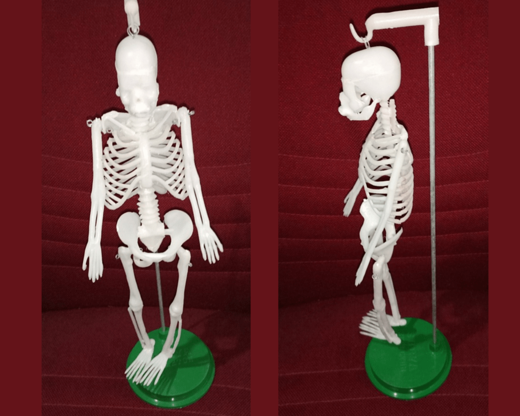 Human Skeleton Model, Mini Skeleton Scaled Down - SCIENCESIO LANKA